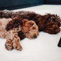 Over de Labradoodle - McSweeneys Doodles