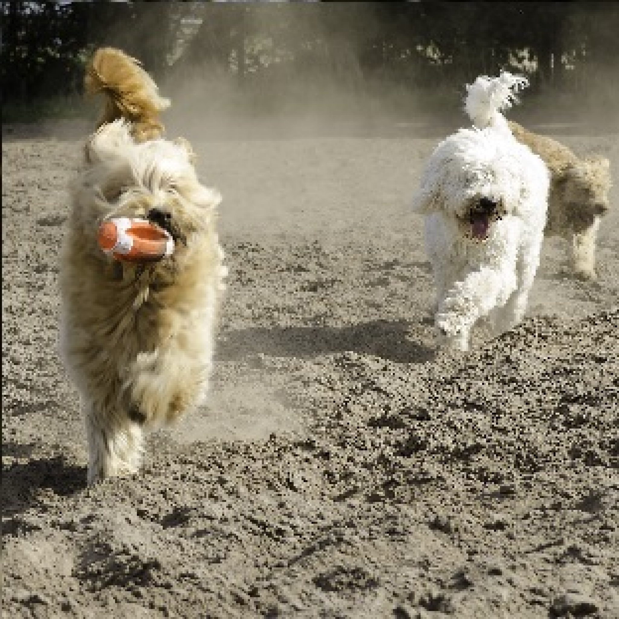 McSweeney's Doodles - Labradoodle Fokker
